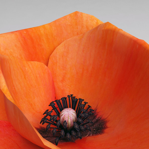 3d model poppy modelled