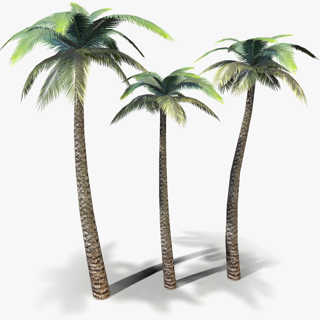Ready palm tree 3D model - TurboSquid 1456109
