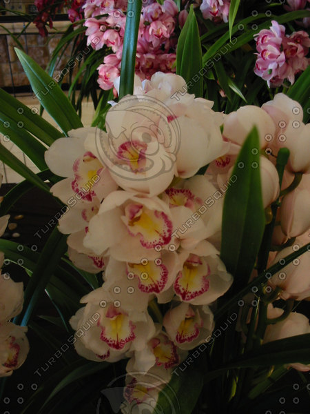 Stock JPEG orchid cymbidium flower