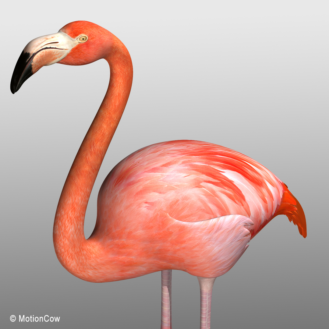 max realistic flamingo