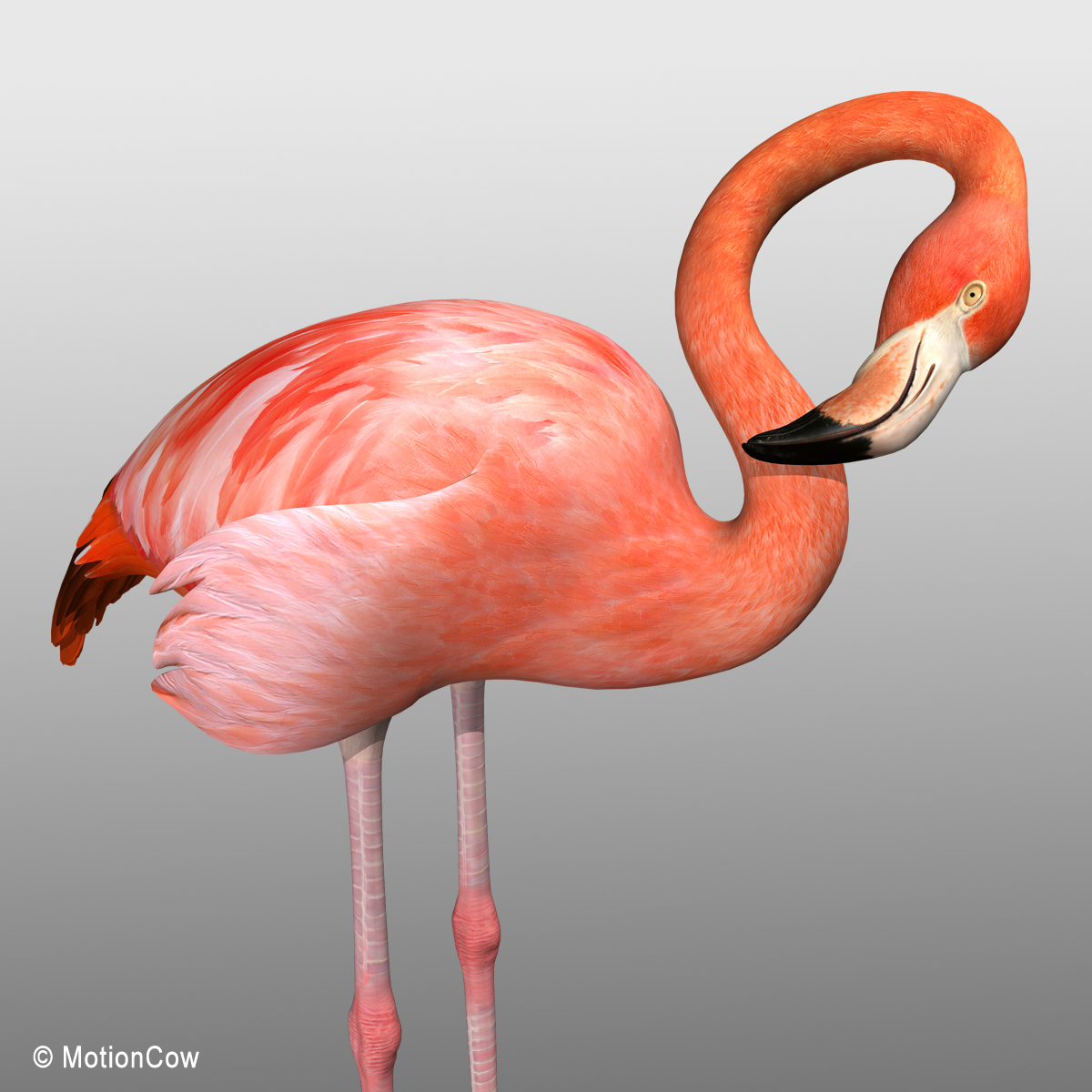 max realistic flamingo
