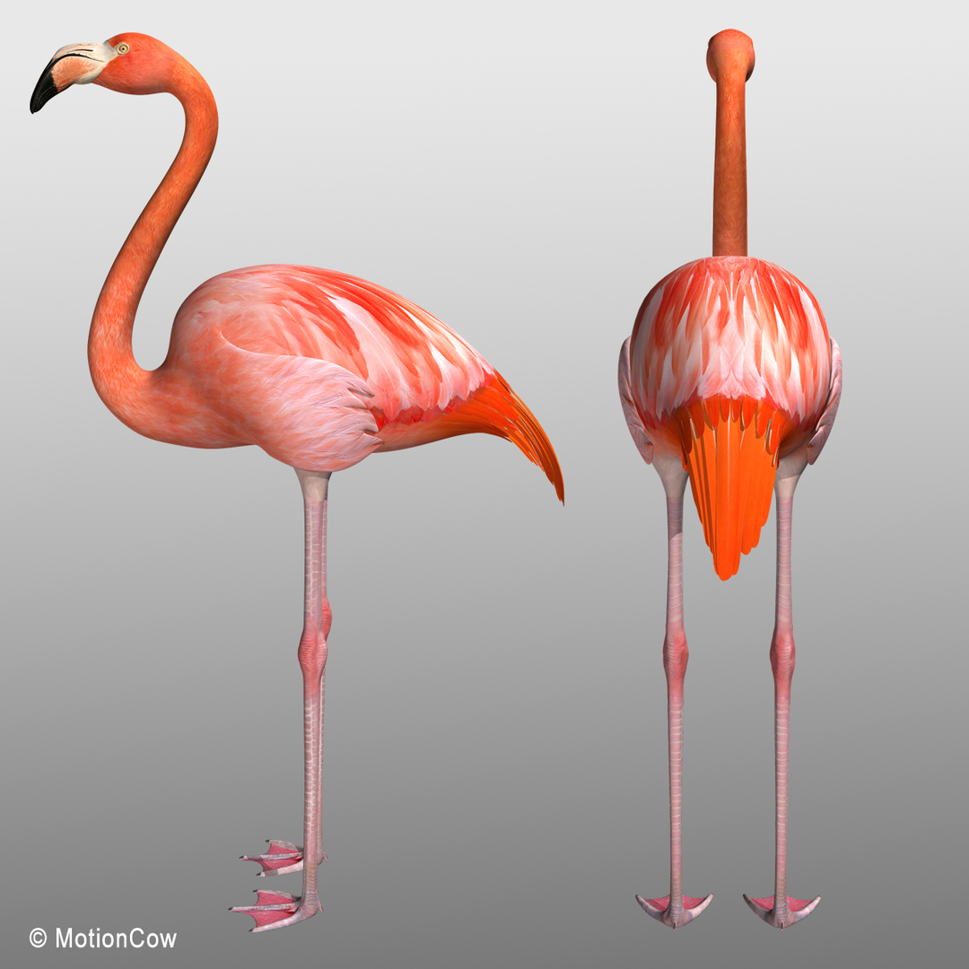 Flamingo (asas dobradas) Modelo 3D - TurboSquid 622889