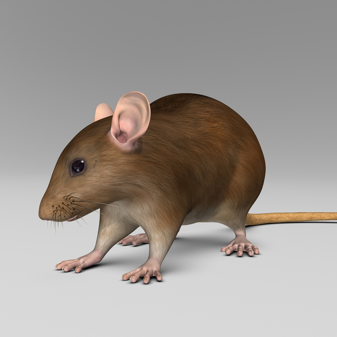 3d brown rat model
