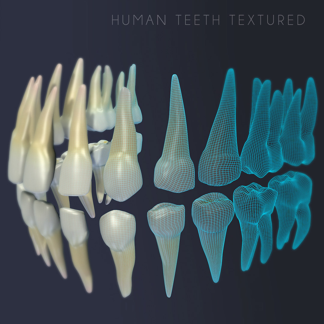 human teeth 3d model