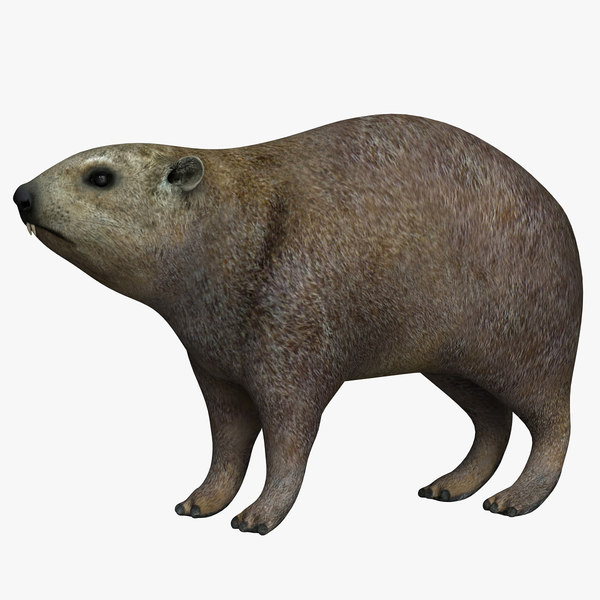 Rock hyrax 3D model - TurboSquid 1456439