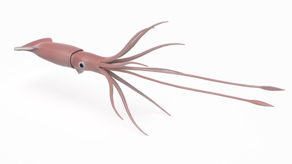3D giant squid model - TurboSquid 1456636