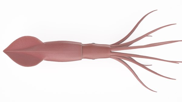 3D giant squid model - TurboSquid 1456636