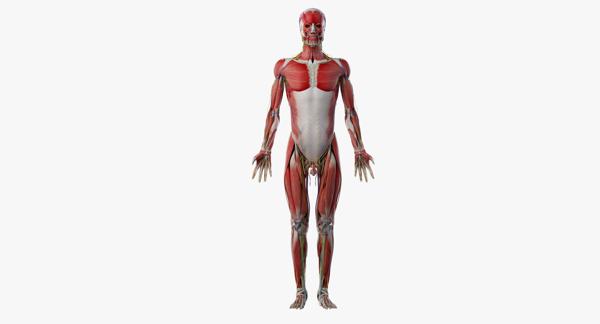 African male anatomy 3D model - TurboSquid 1457088
