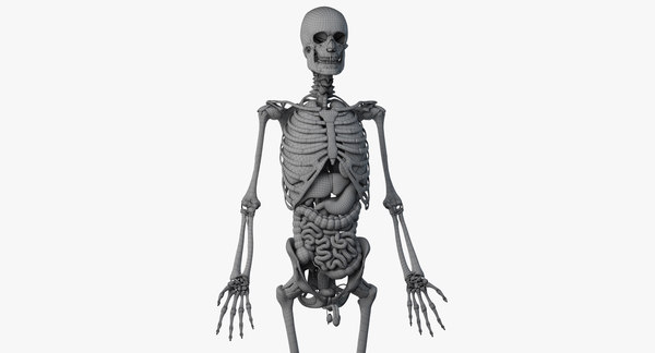 African male anatomy 3D model - TurboSquid 1457088