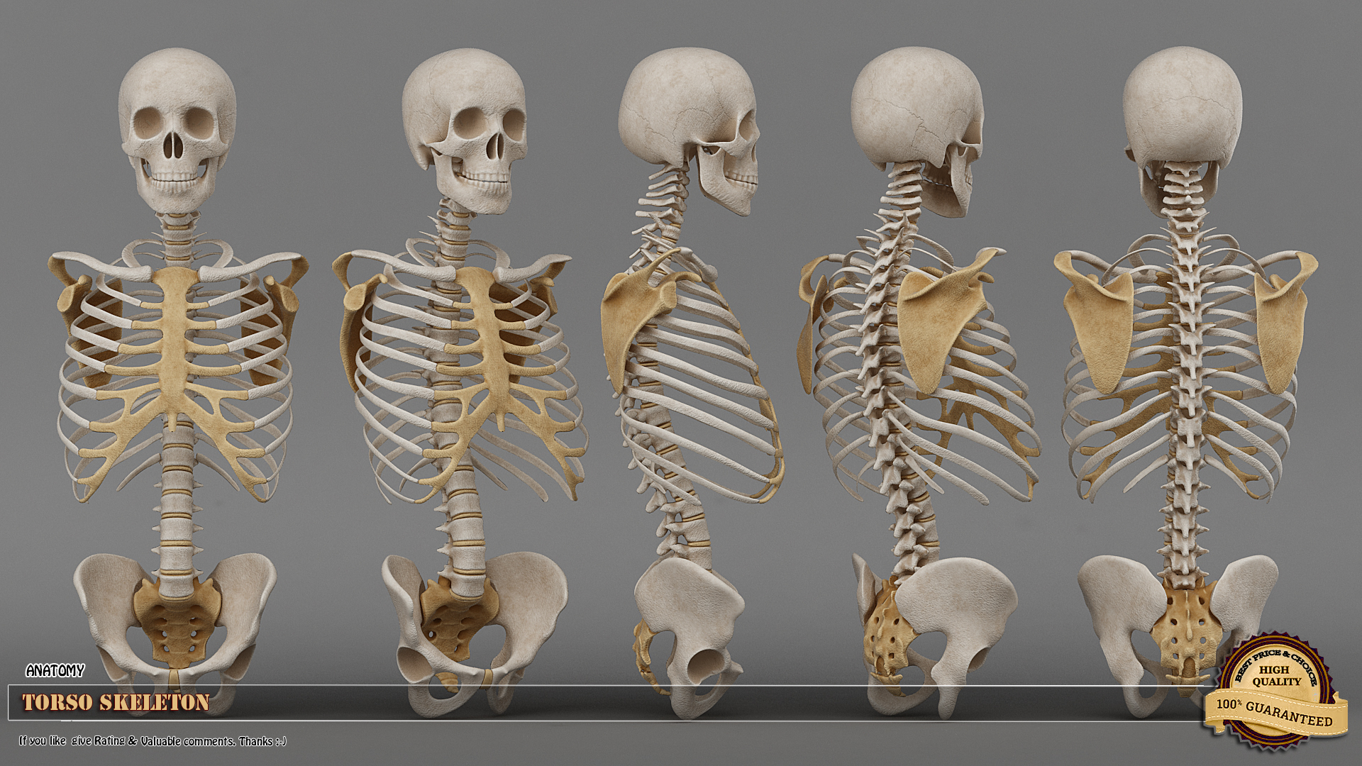3d torso skeleton model
