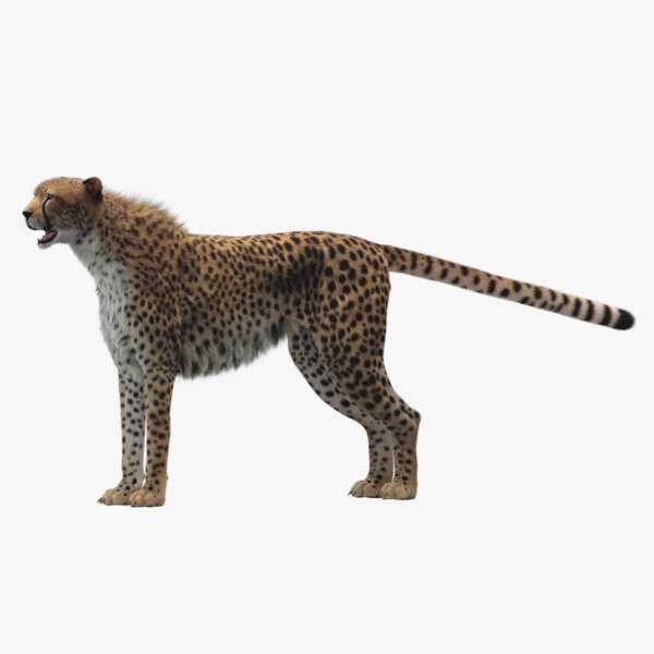 3D Cheetah Models | TurboSquid