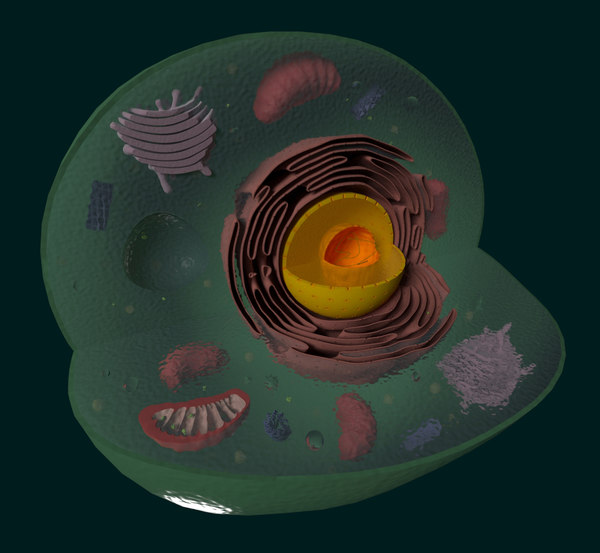 spherical diatom 3d 3ds
