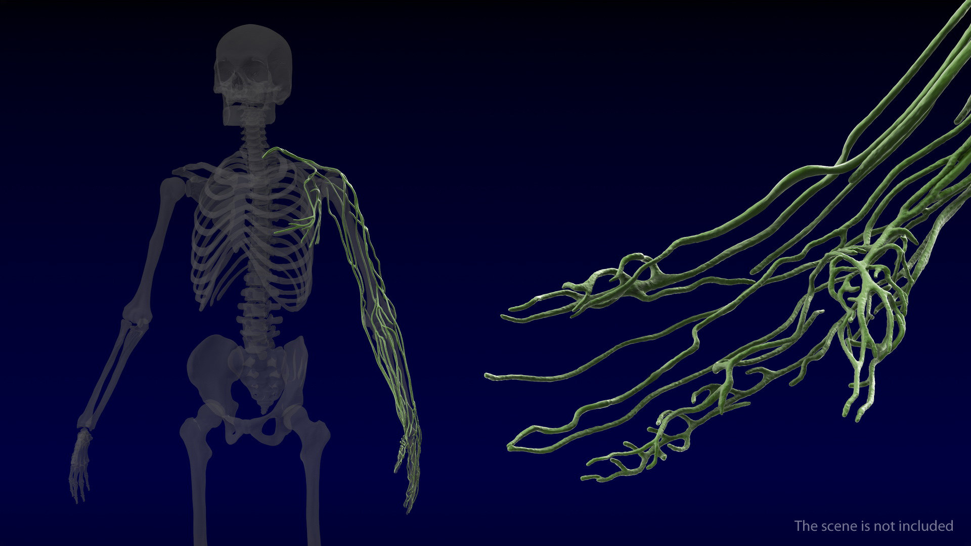3D human arm lymphatic model - TurboSquid 1459117