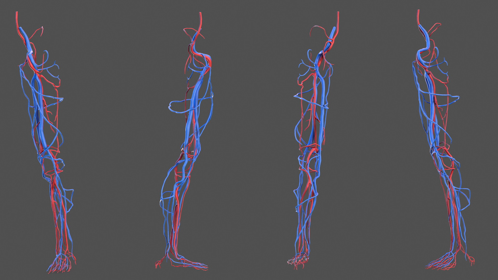 Human leg cardiovascular vascular model - TurboSquid 1459121