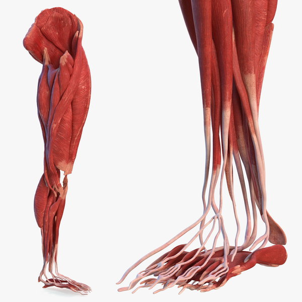 Free 3D Leg Models | TurboSquid