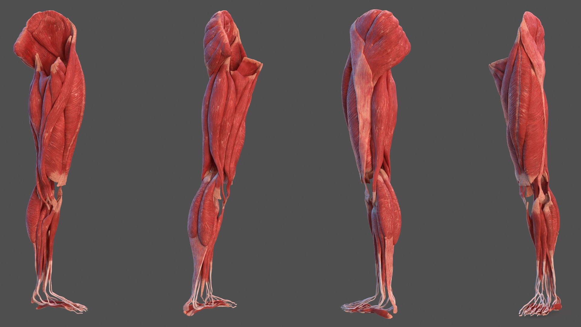 3D human leg muscular - TurboSquid 1459124