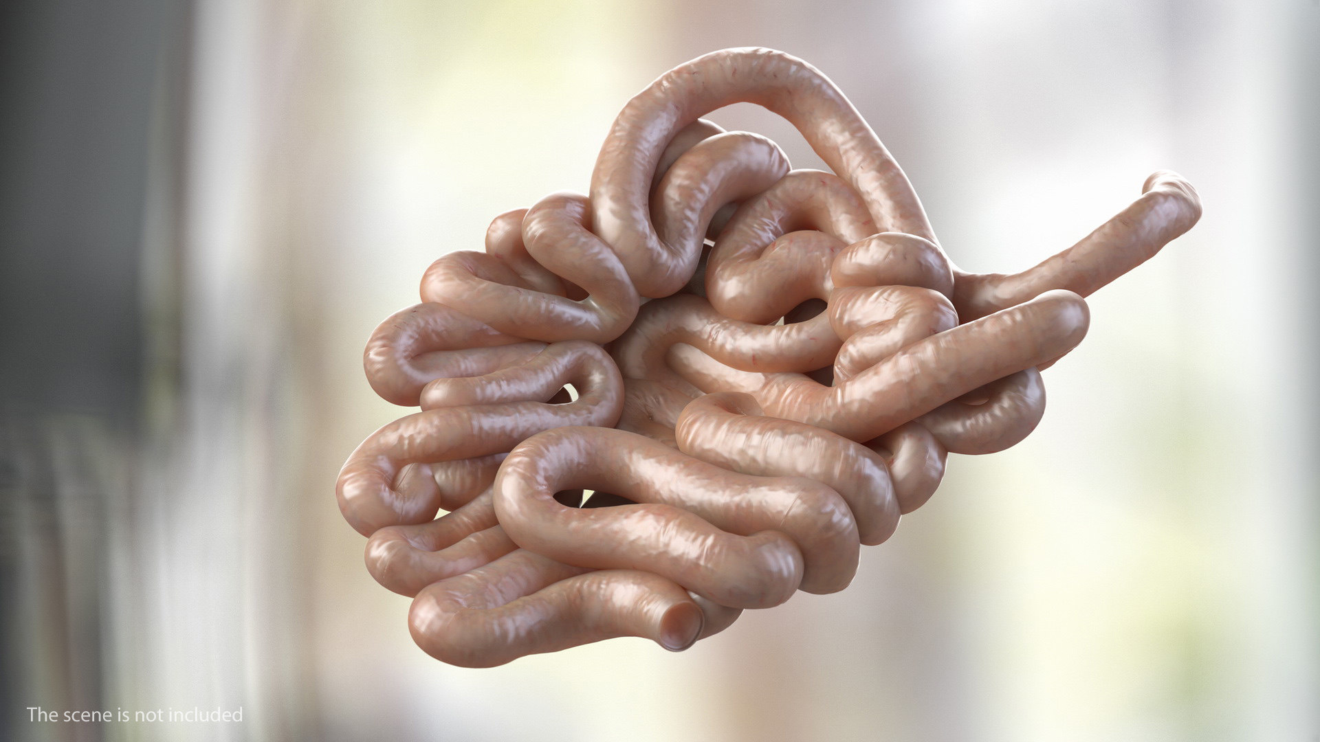 3D model human small intestine - TurboSquid 1459201