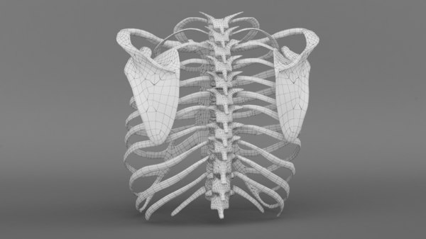 3d model ribcage complete