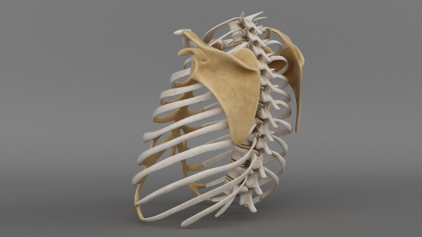 3d model ribcage complete