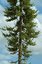 Realistic conifer pine tree forest 3D model - TurboSquid 1459979
