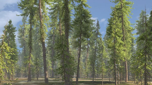 Realistic conifer pine tree forest 3D model - TurboSquid 1459979