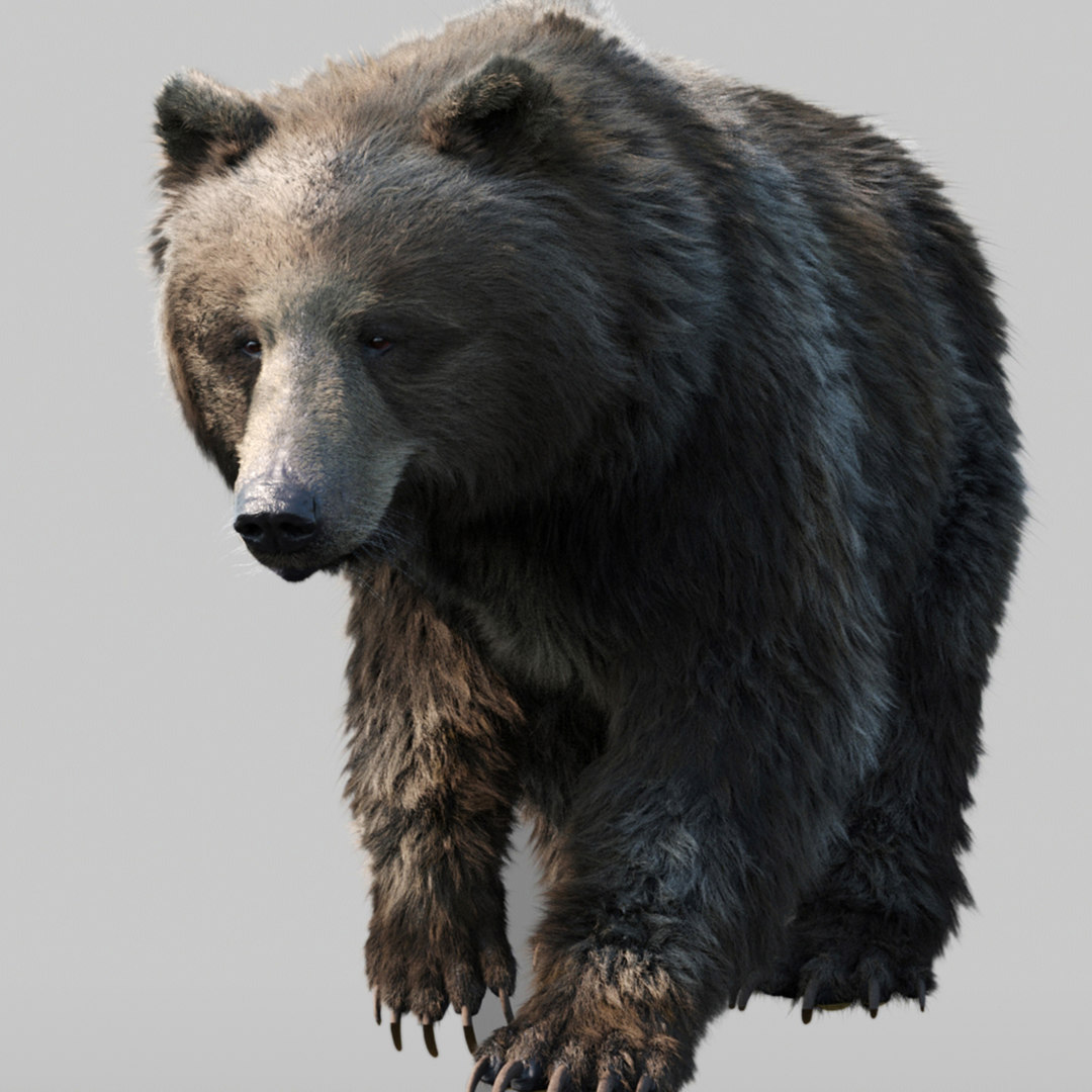 3D bear standard pack rig character model - TurboSquid 1354786