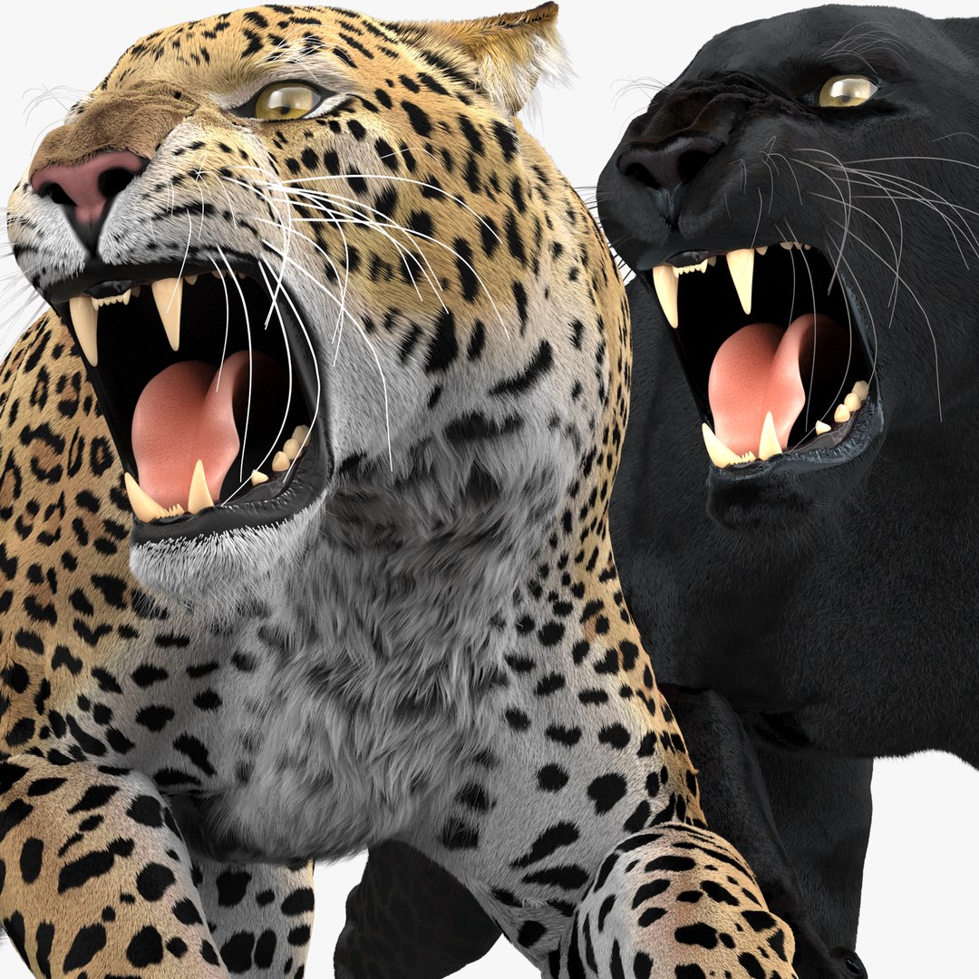 3D leopard panther pack fur model - TurboSquid 1460867