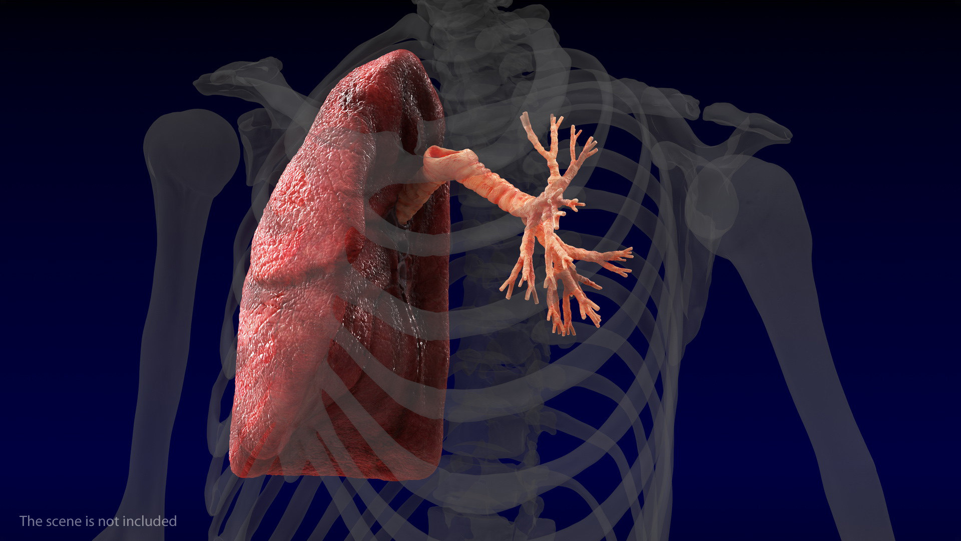Human lung right bronchi 3D model - TurboSquid 1461705