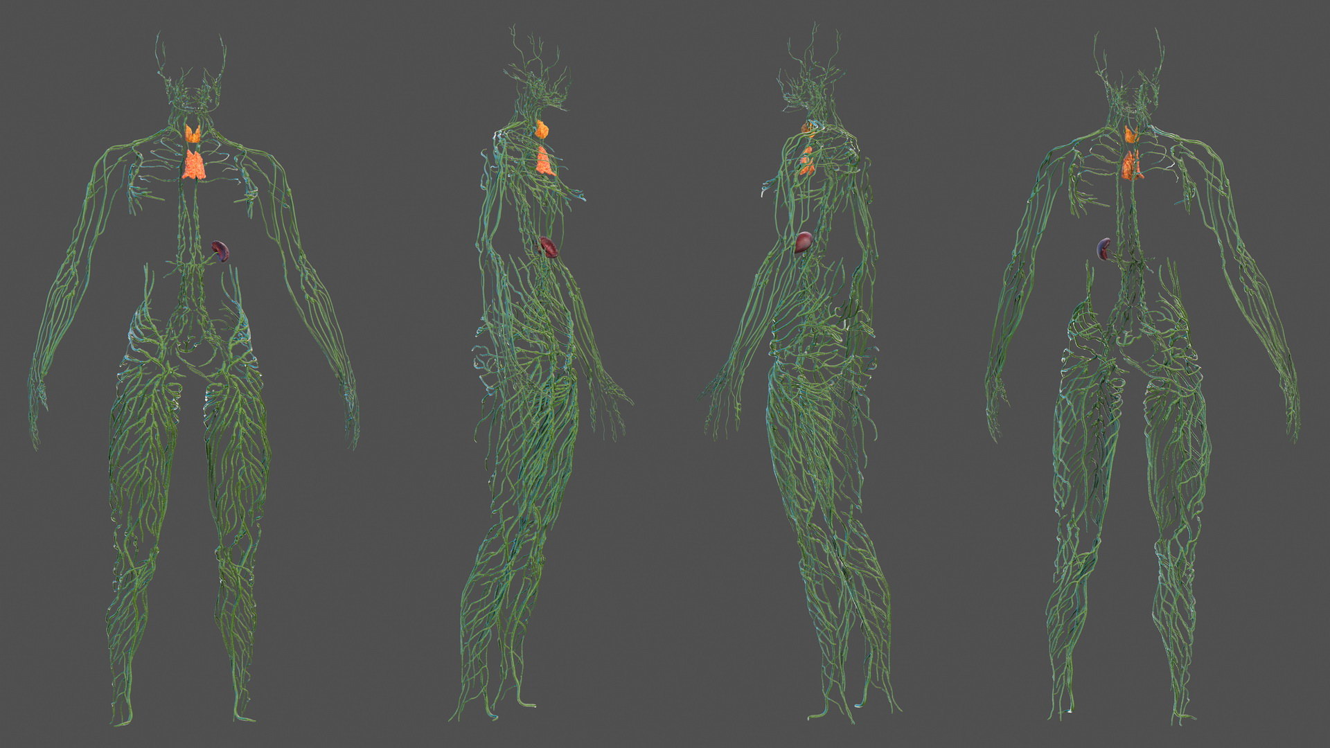 3D human lymphatic body - TurboSquid 1461706