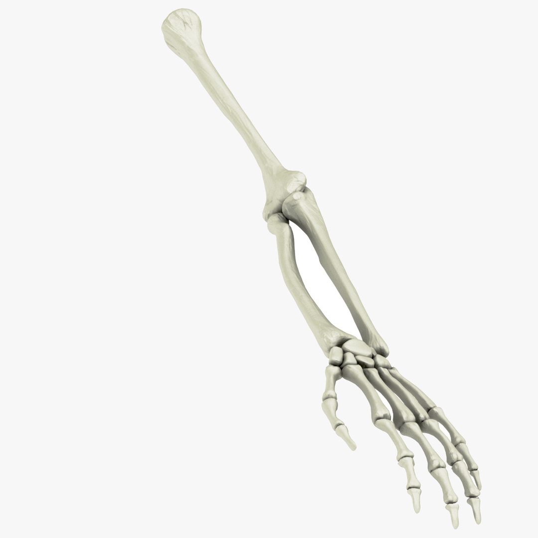 Hand arm 3D model - TurboSquid 1461218