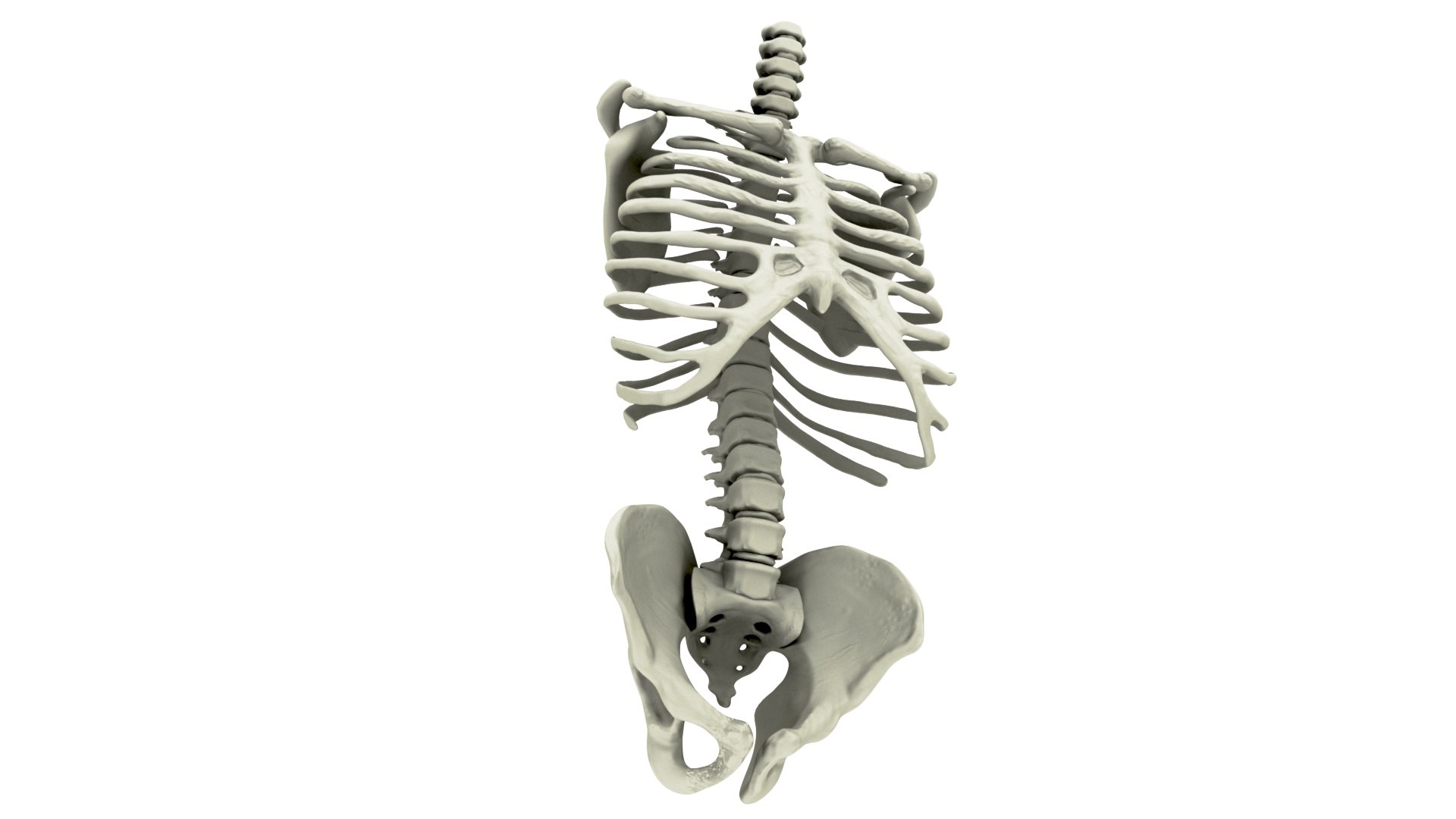 3D model rib cage spine pelvis - TurboSquid 1461266