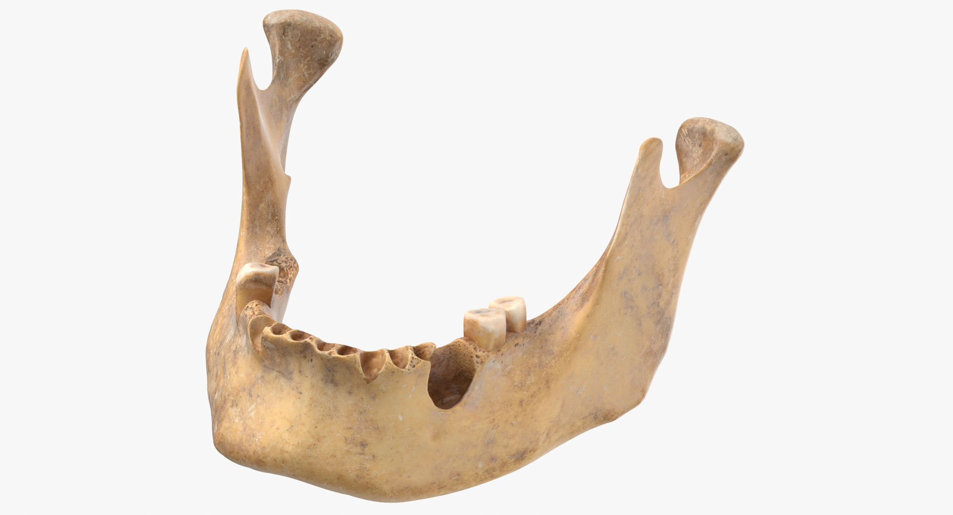 modelo 3d Quijada Humana (Mandíbula) 02 - TurboSquid 1449373