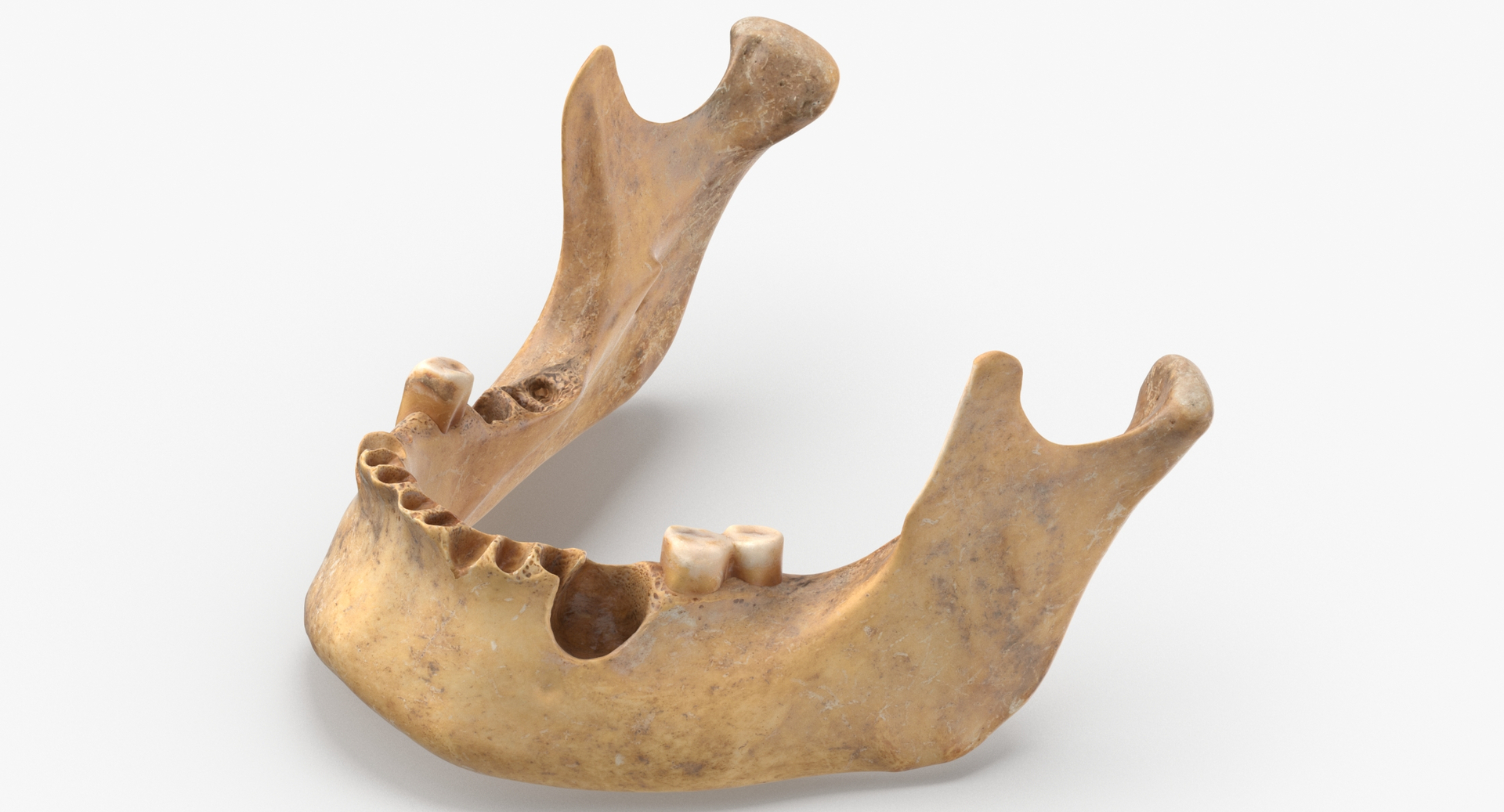 modelo 3d Quijada Humana (Mandíbula) 02 - TurboSquid 1449373