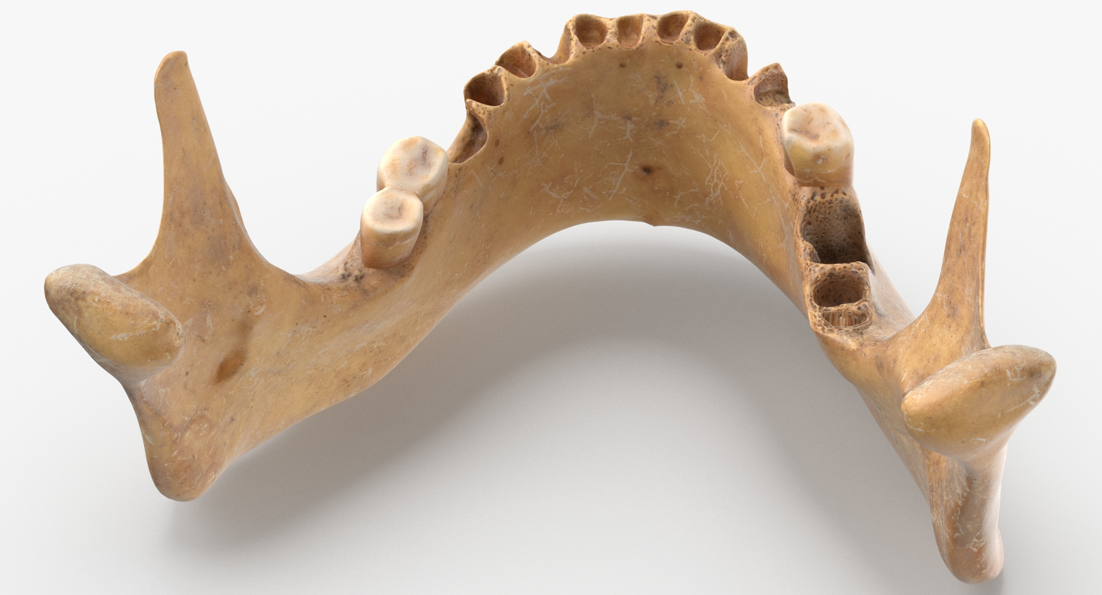 modelo 3d Quijada Humana (Mandíbula) 02 - TurboSquid 1449373