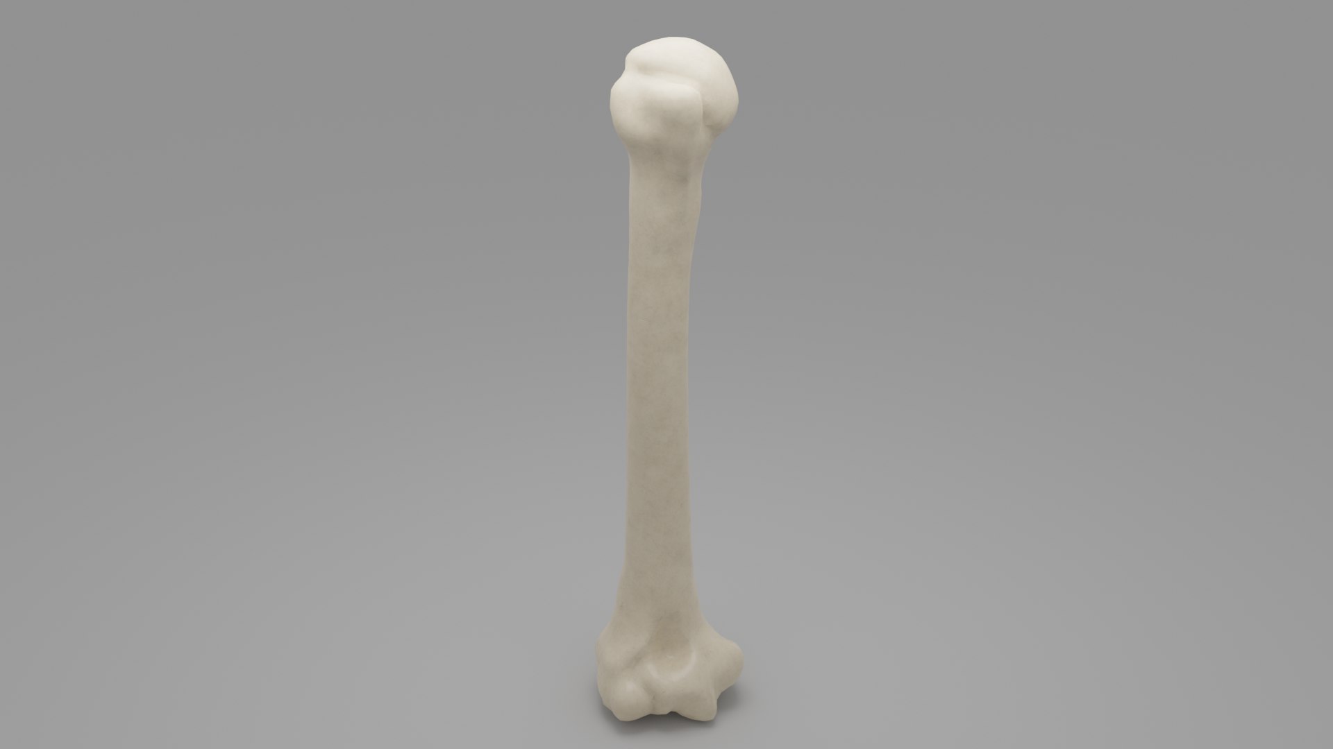 3D human bone humerus model - TurboSquid 1461485