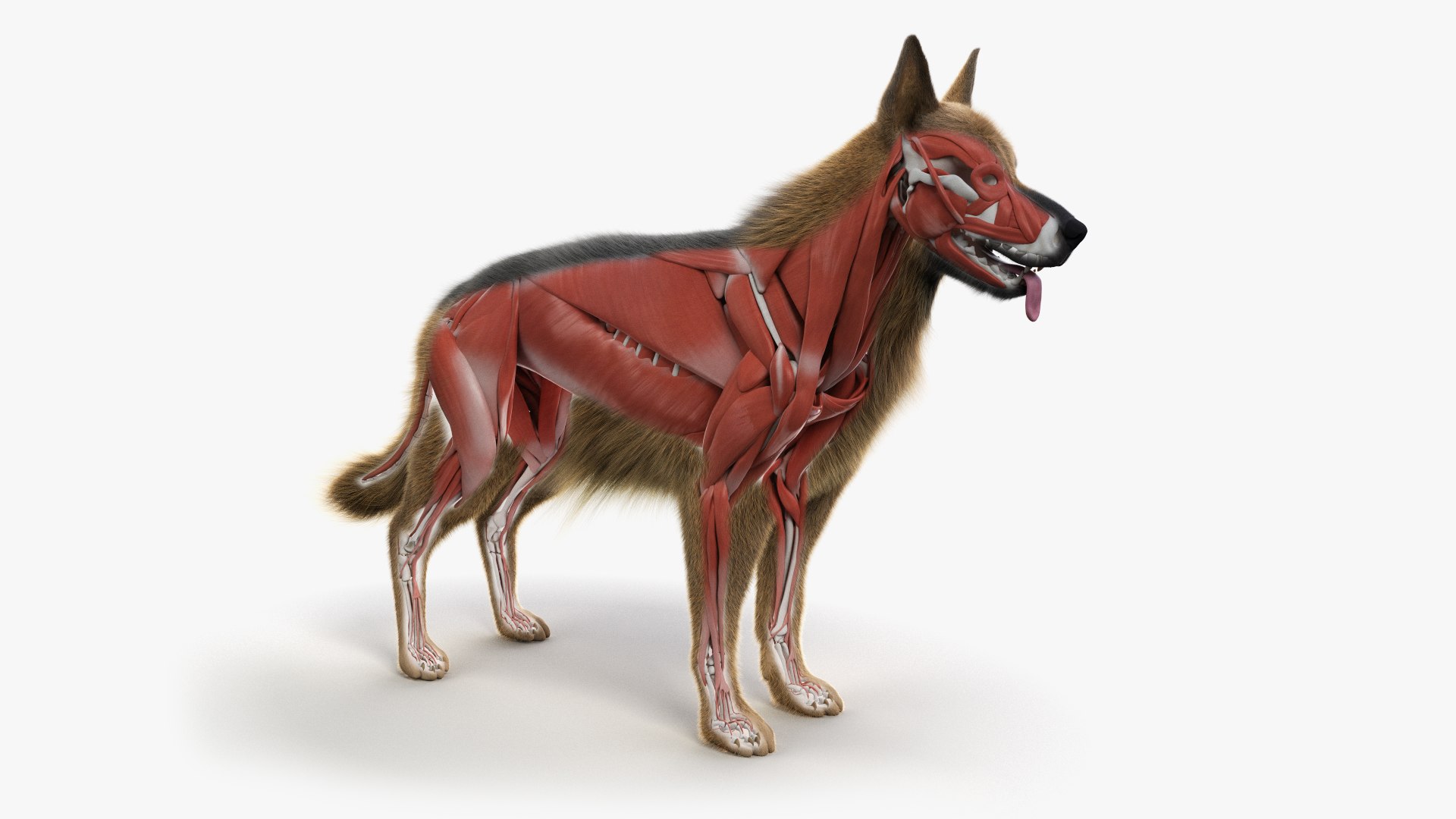 modelo 3d Piel de perro, esqueleto y músculos animados - TurboSquid 1462906