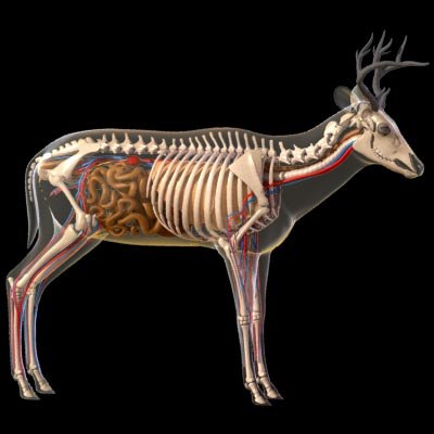 Deer anatomy model - TurboSquid 1461620