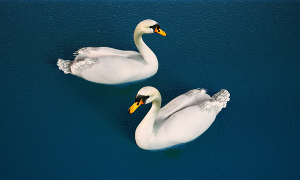3D Swan Models | TurboSquid