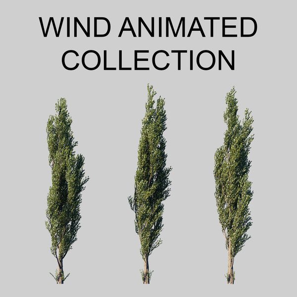 3d model poplar populus