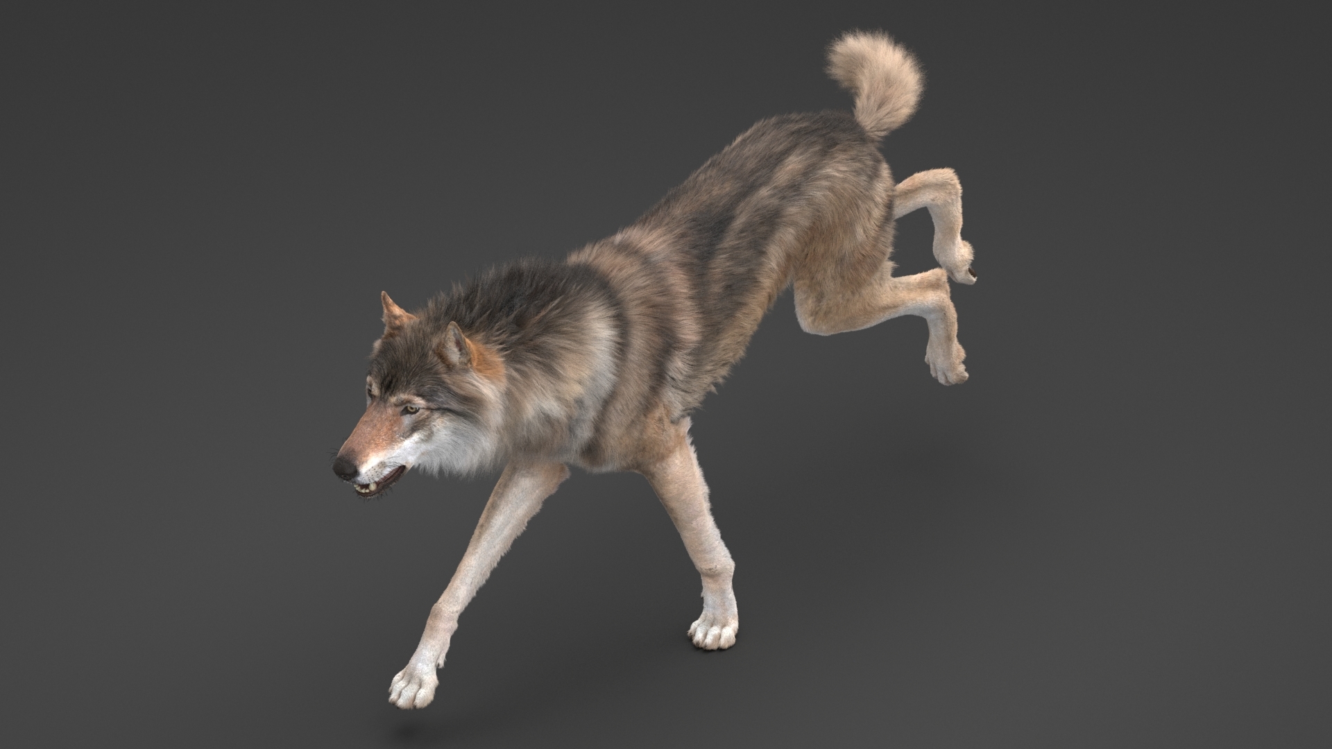 3D realistic rigged wolf - TurboSquid 1461942