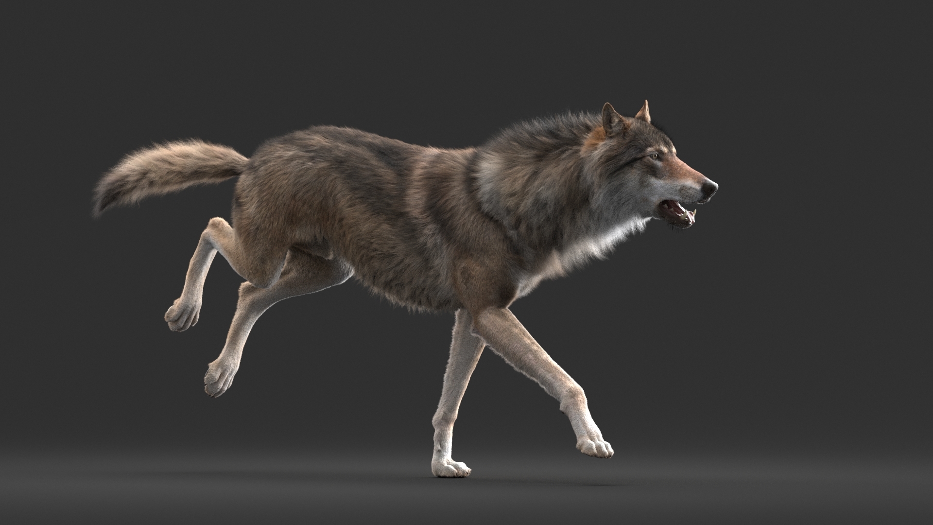3D realistic rigged wolf - TurboSquid 1461942
