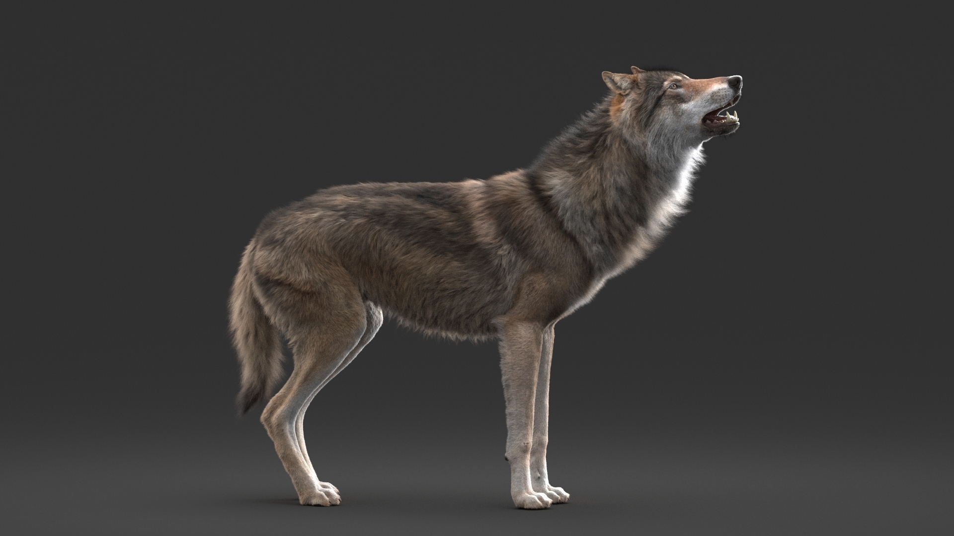 3D realistic rigged wolf - TurboSquid 1461942