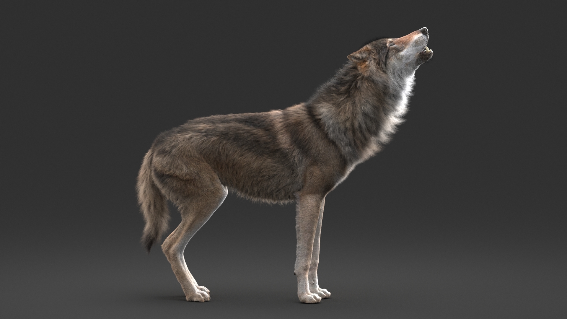 3D realistic rigged wolf - TurboSquid 1461942
