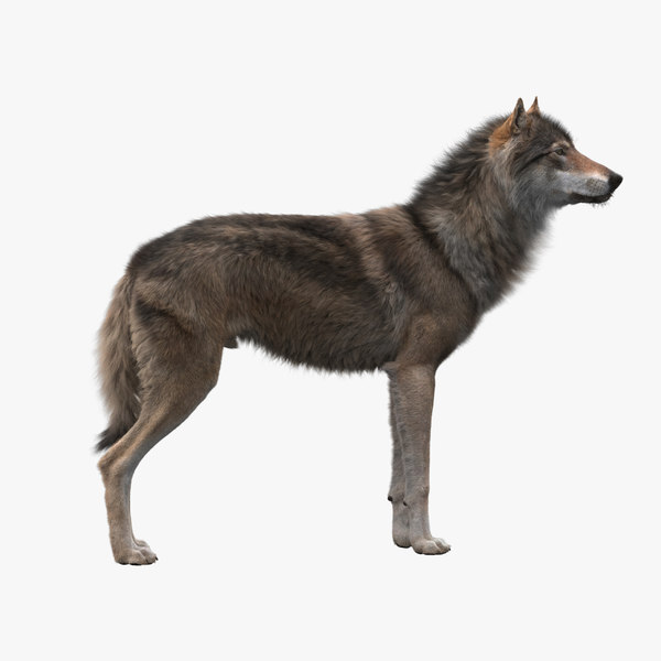 Lobos 3D Modelos para Descargar | TurboSquid