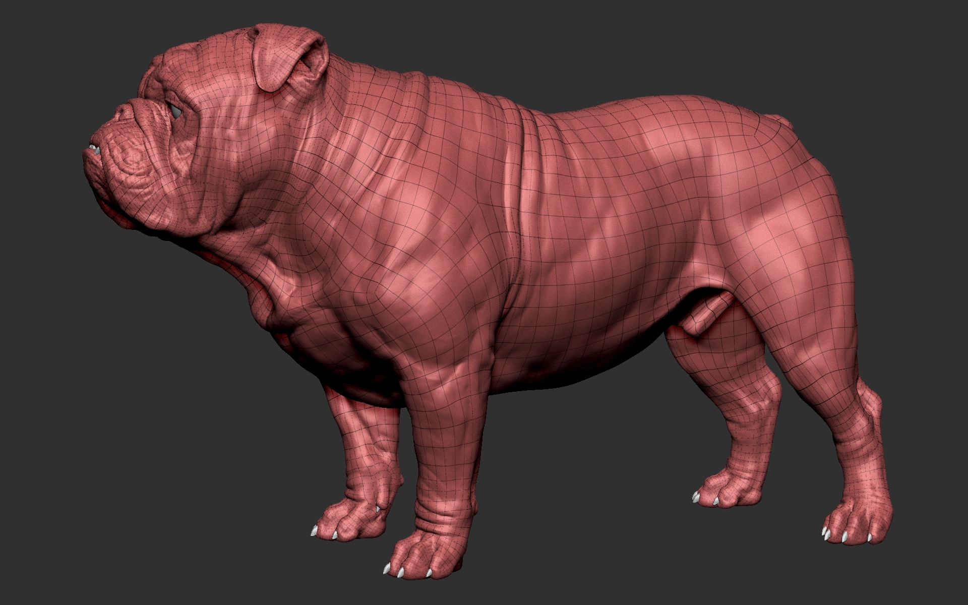 English bulldog dog vfx 3D - TurboSquid 1461982