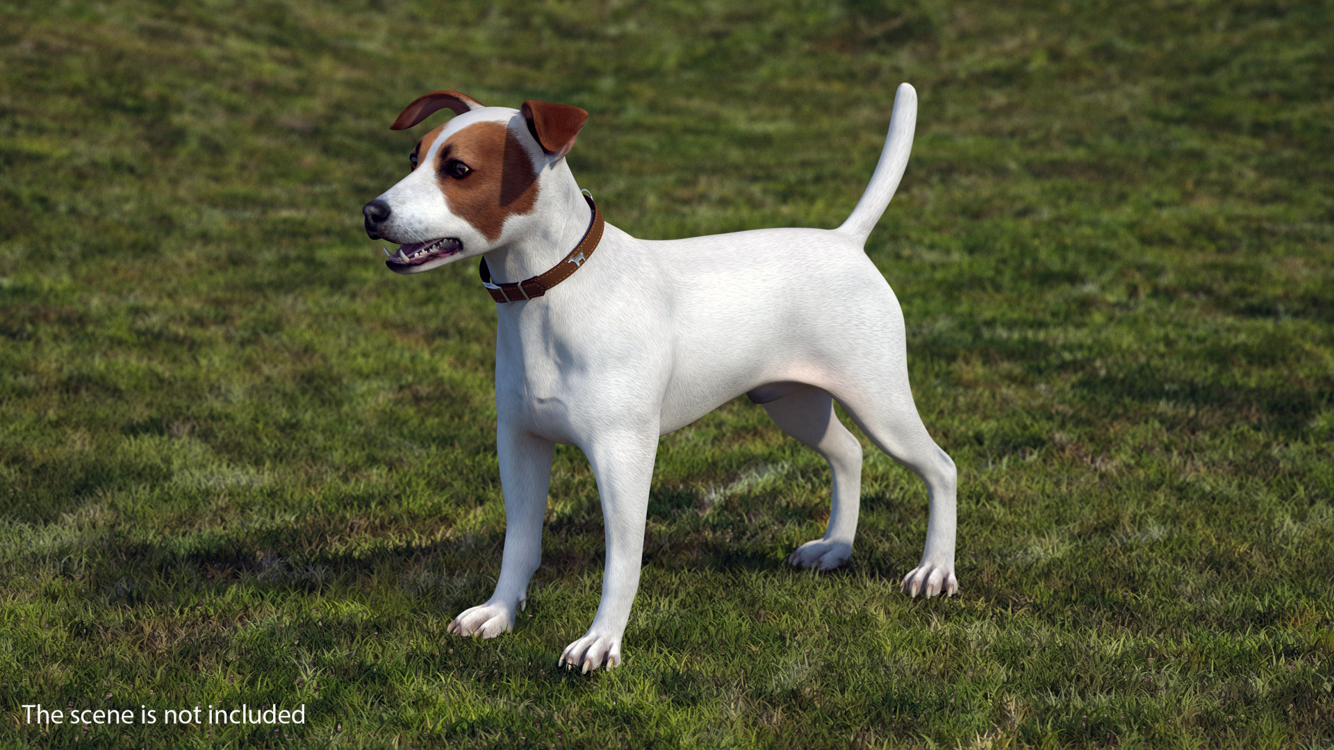 modelo 3d Jack Russell Terrier White aparejado - TurboSquid 1462568
