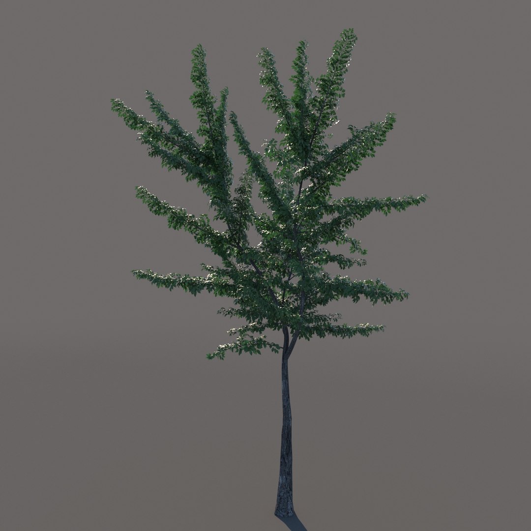 Small tree model - TurboSquid 1463169