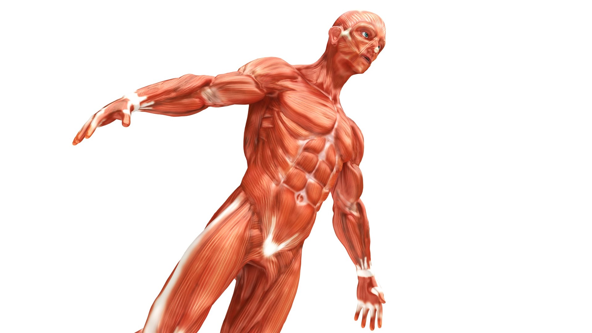 Realistic human musculature model - TurboSquid 1463209