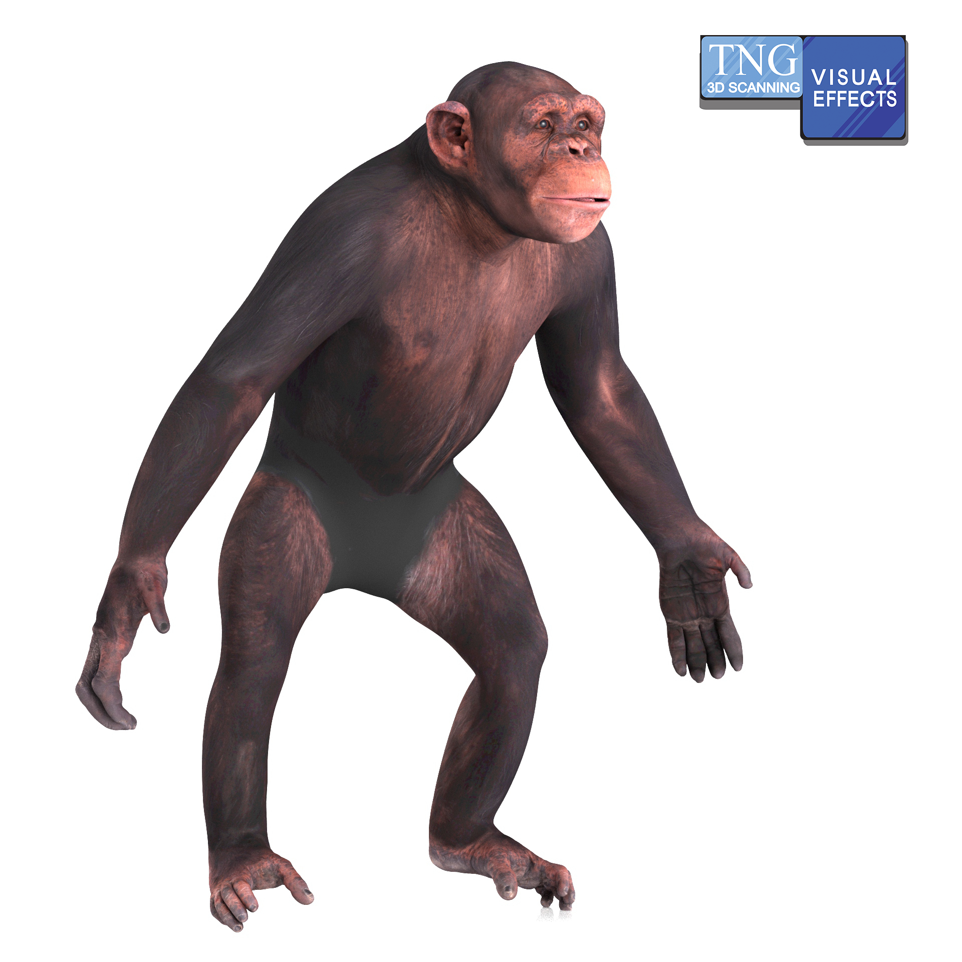 Animation chimpanzee 3D - TurboSquid 1463586