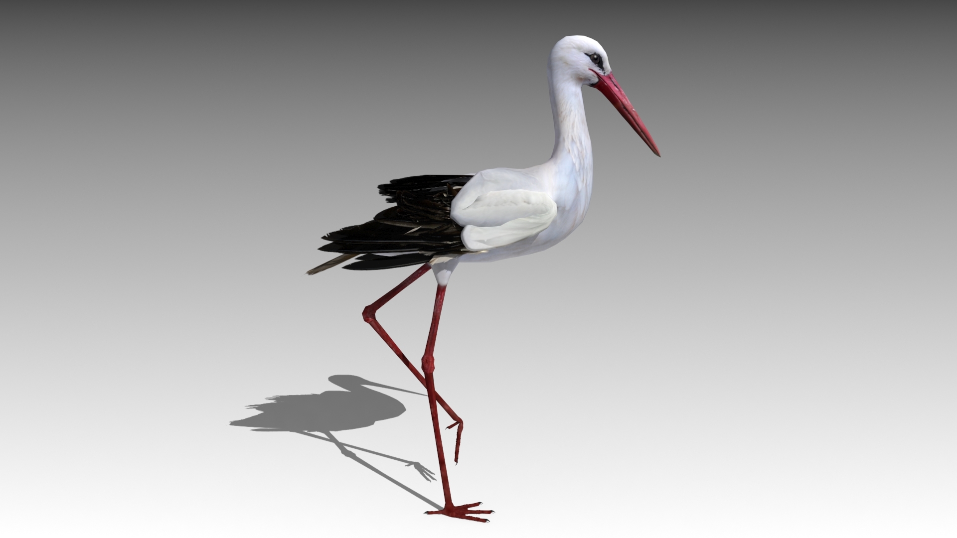 White stork 3D model - TurboSquid 1463861